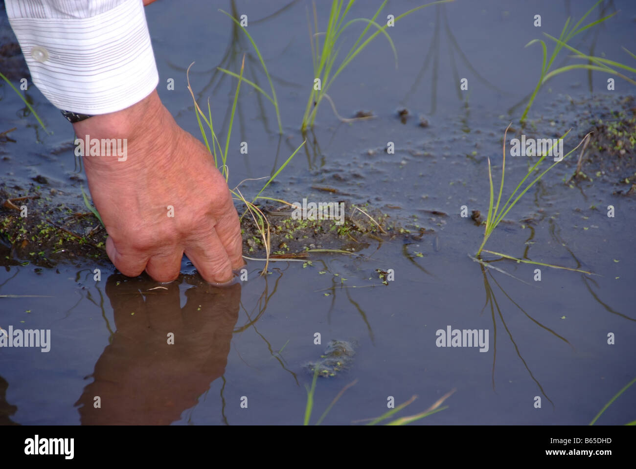 Close-up of a man's hand planting rice Stock Photo - Alamy