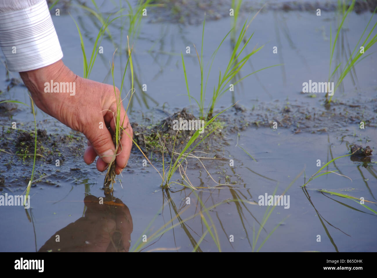 Close-up of a man's hand planting rice Stock Photo - Alamy