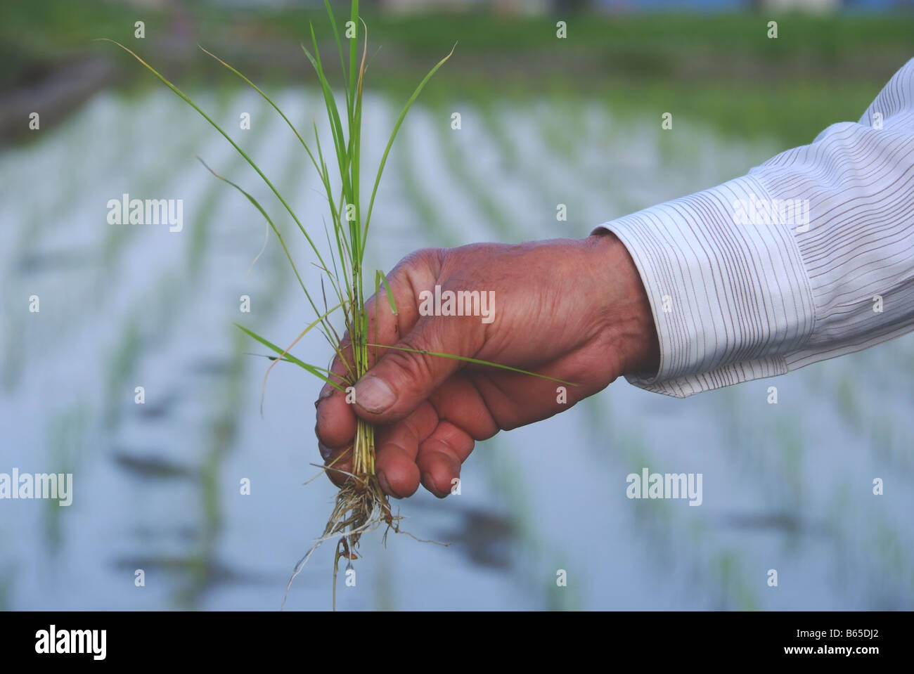 Close-up of a man's hand planting rice Stock Photo - Alamy