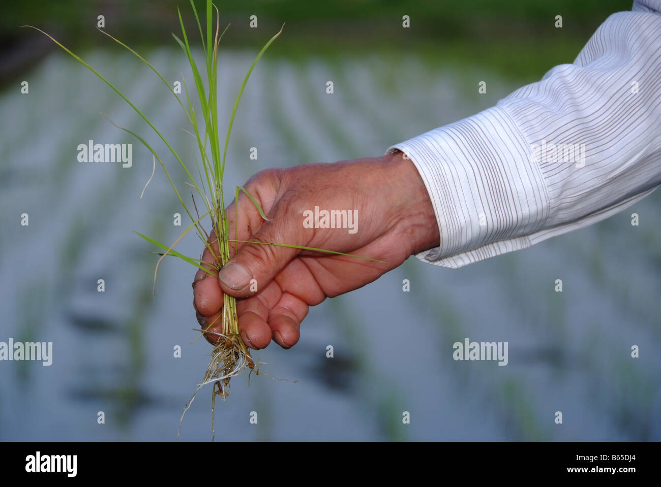 Japan rice planting spring hi-res stock photography and images - Alamy