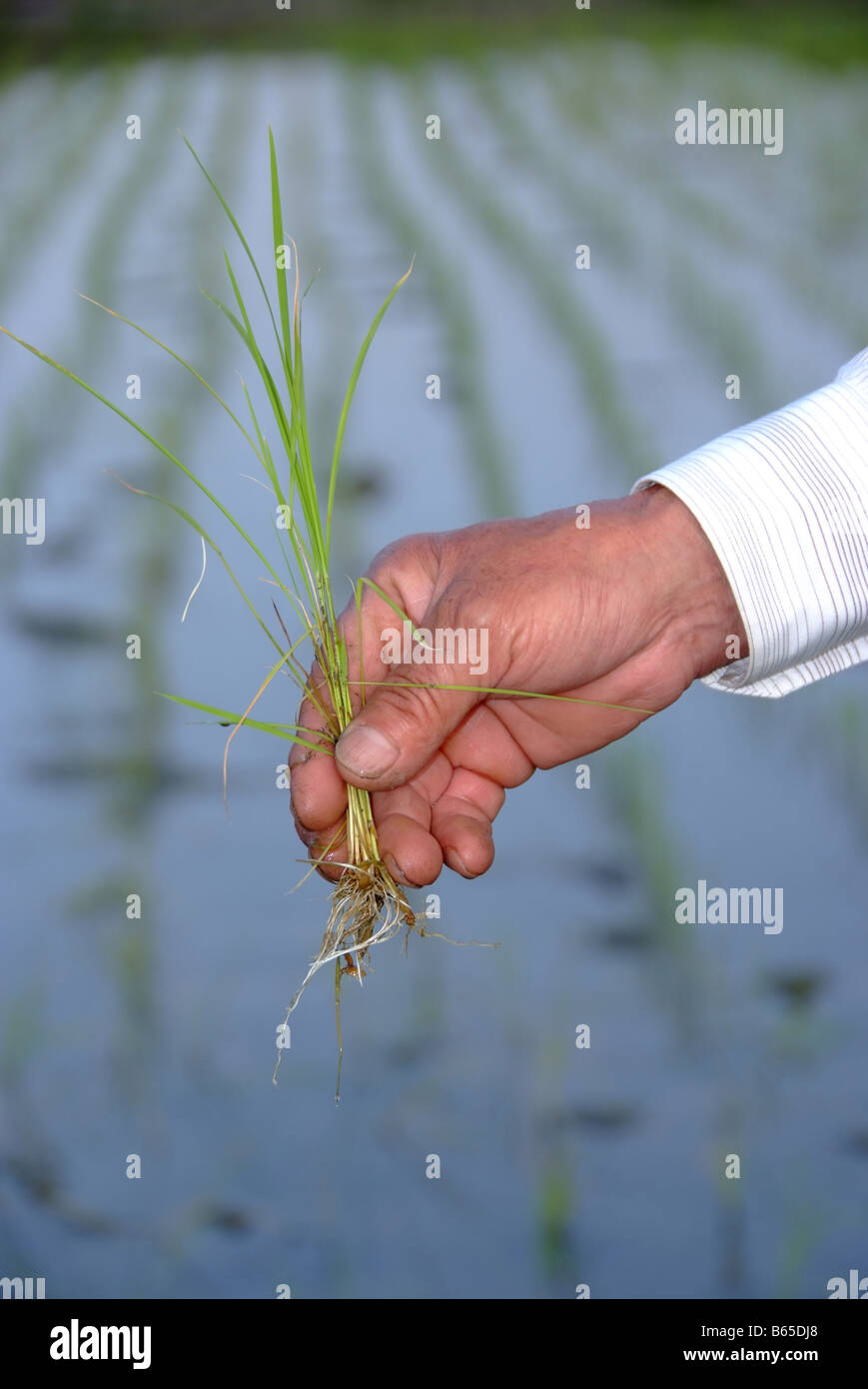 Close-up of a man's hand planting rice Stock Photo - Alamy