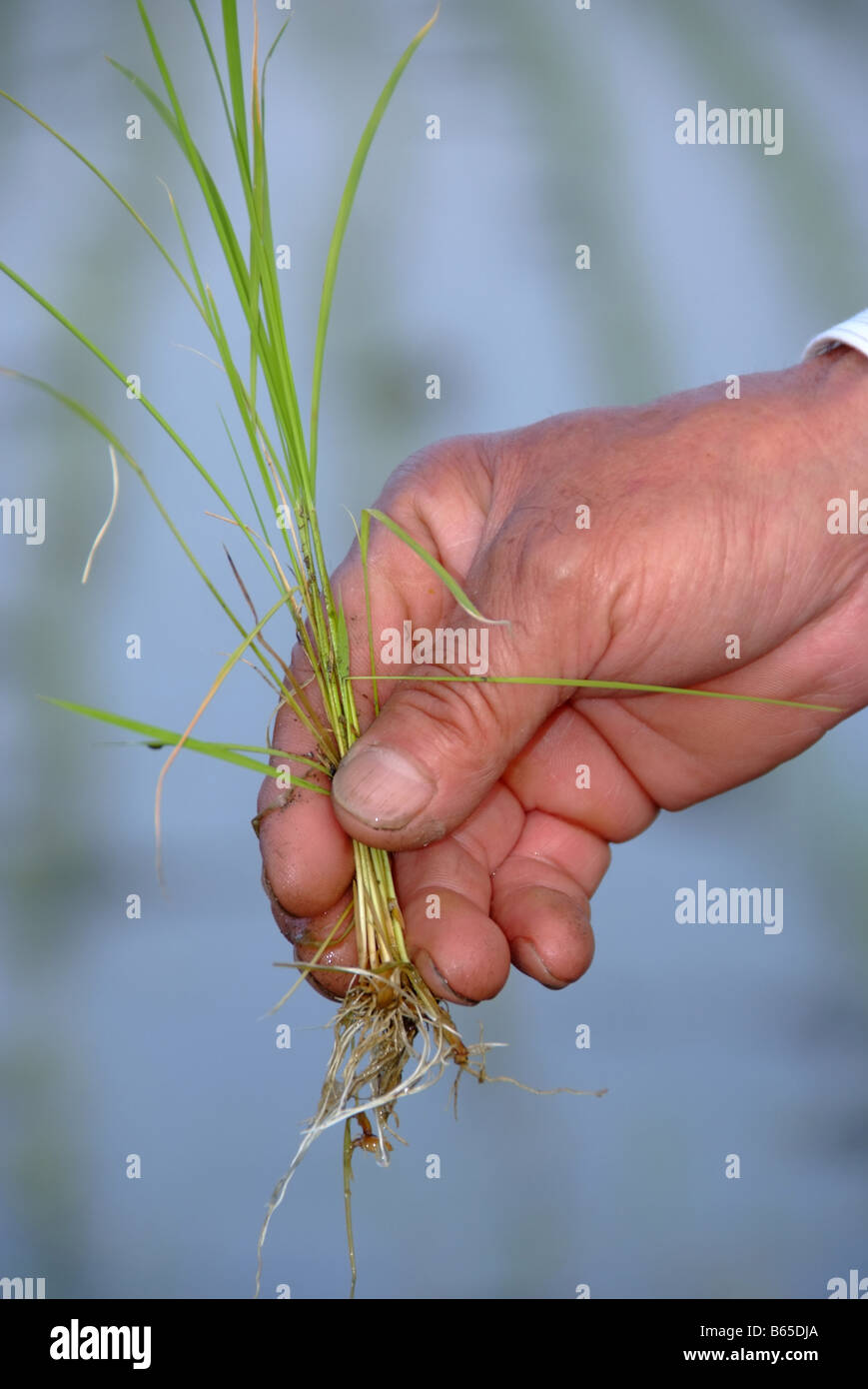 Close-up of a man's hand planting rice Stock Photo - Alamy