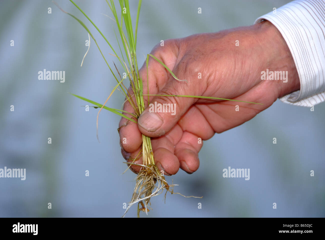Close-up of a man's hand planting rice Stock Photo - Alamy