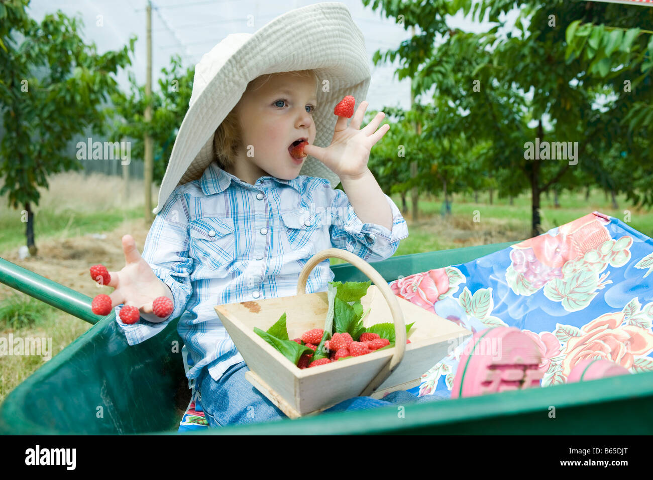 Little girl sitting in wheelbarrow eating raspberries stuck on her ...
