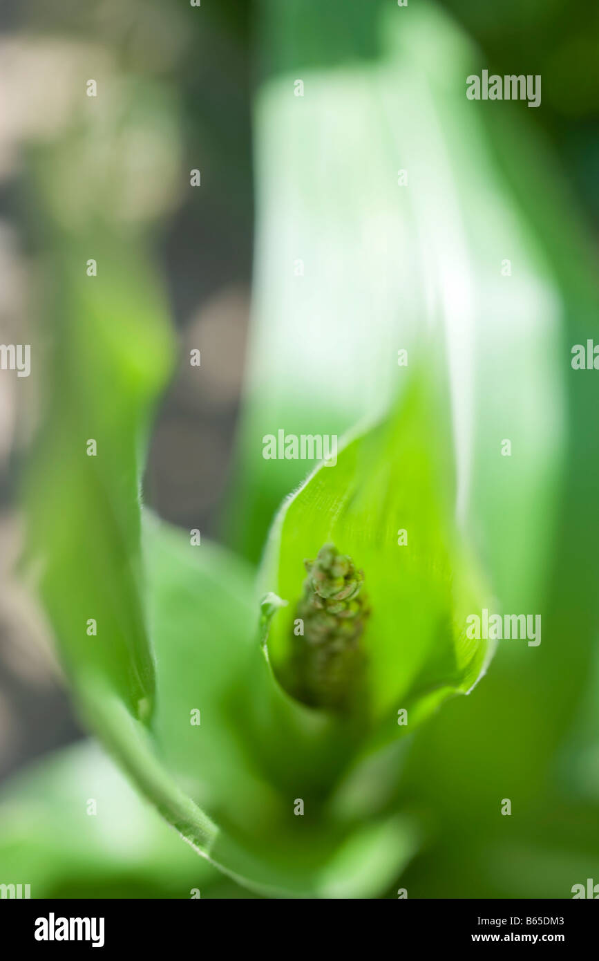 Corn stamen hi-res stock photography and images - Alamy