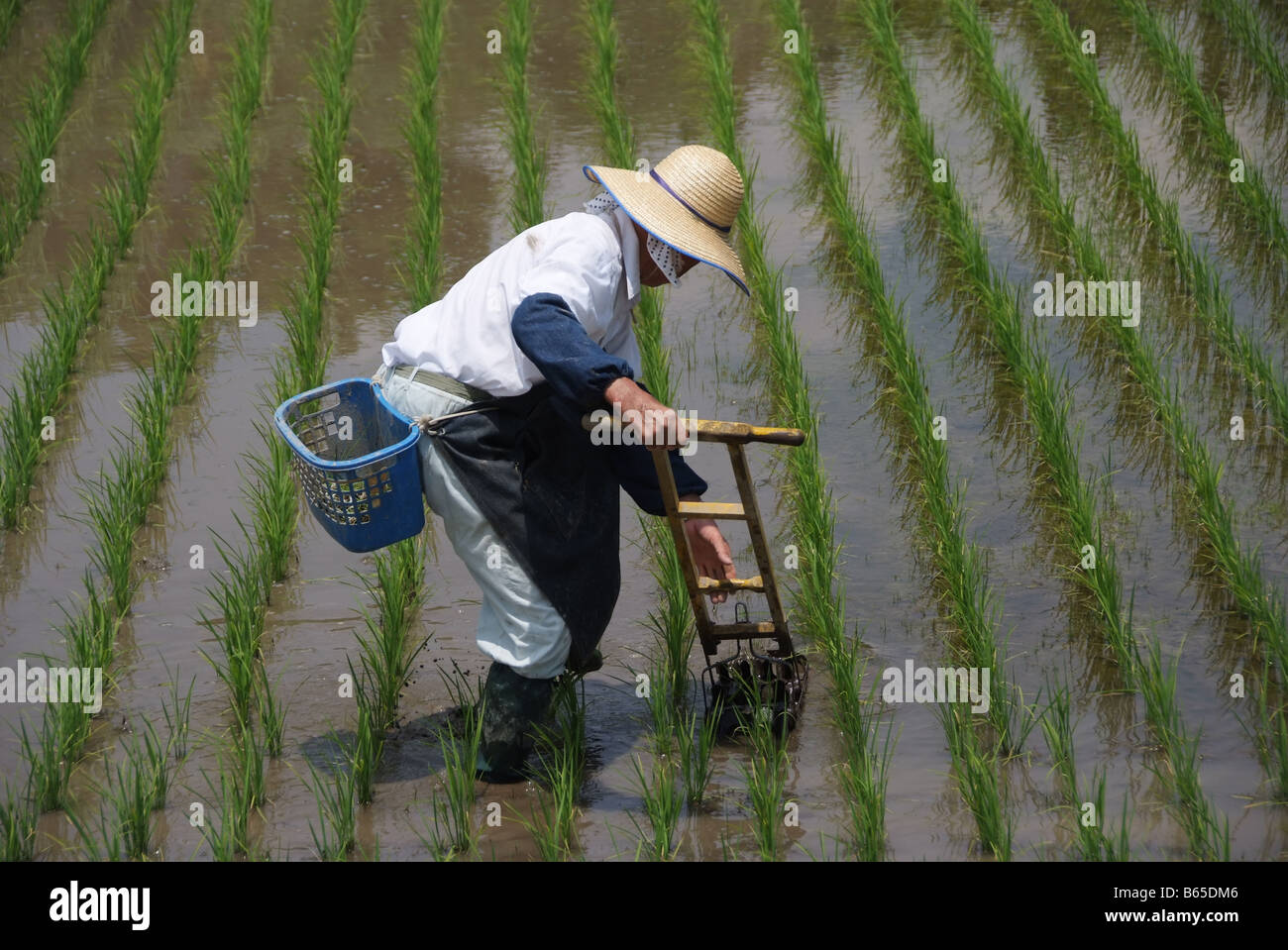 Traditional Japanese Farming High Resolution Stock Photography and ...