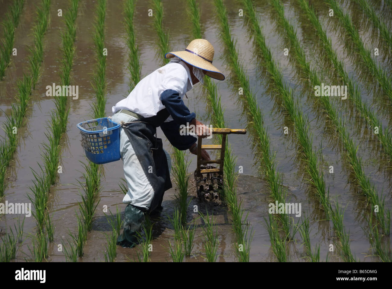 A Japanese farmer cultivating rice using traditional methods Stock ...