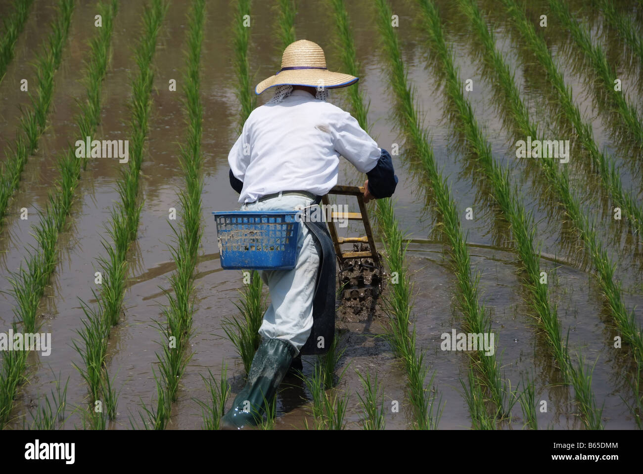 A Japanese farmer cultivating rice using traditional methods Stock ...