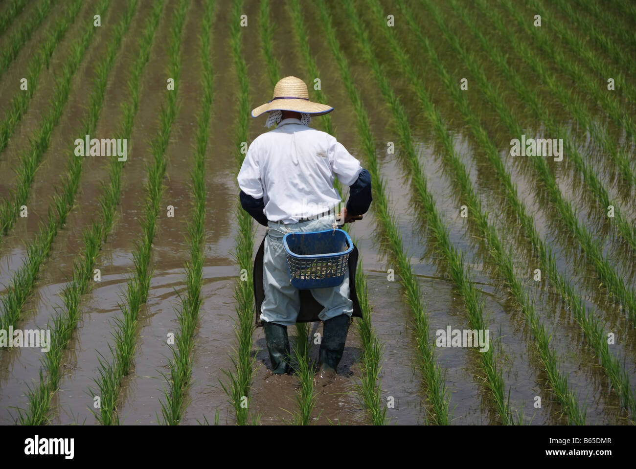 A Japanese farmer cultivating rice using traditional methods Stock ...