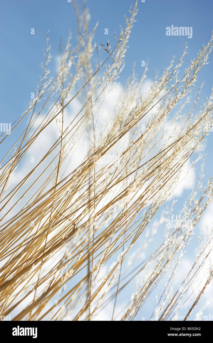 Wheat blowing in the wind hi-res stock photography and images - Alamy