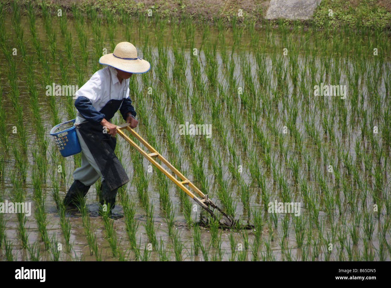 A Japanese farmer cultivating rice using traditional methods Stock ...
