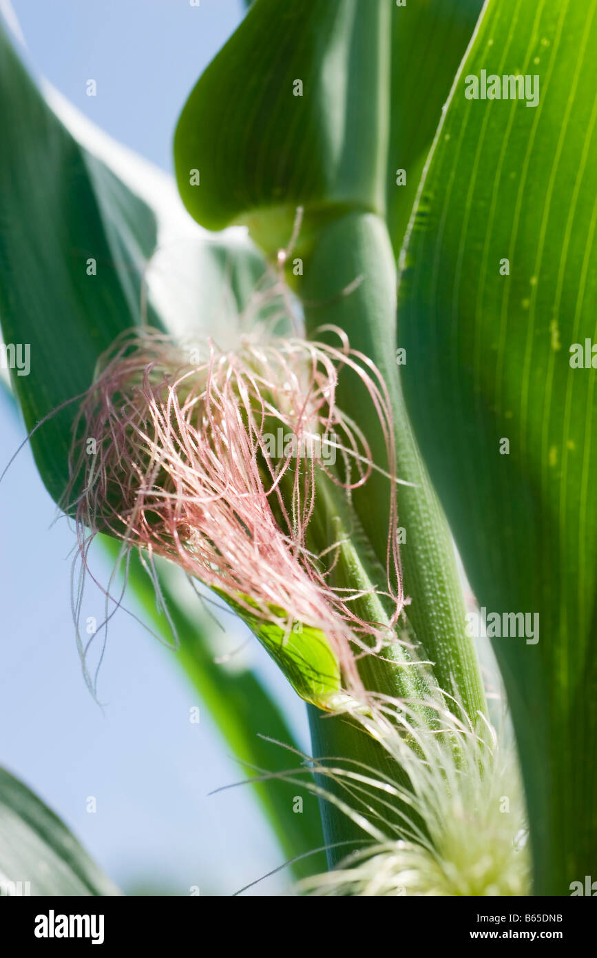 Husk Husks High Resolution Stock Photography and Images - Alamy