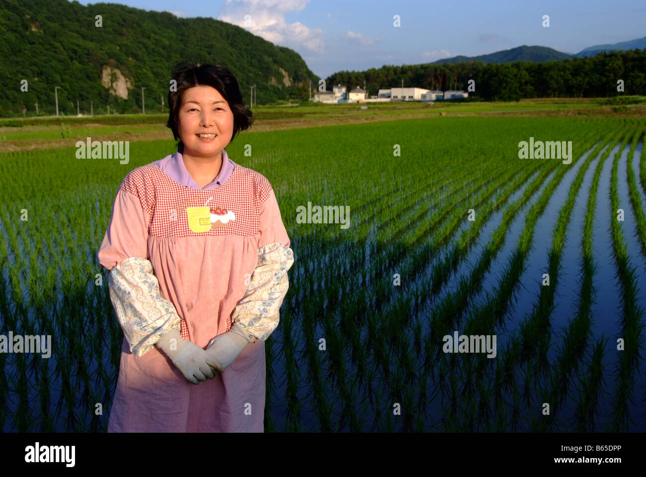 Japanese paddy farm hi-res stock photography and images - Alamy