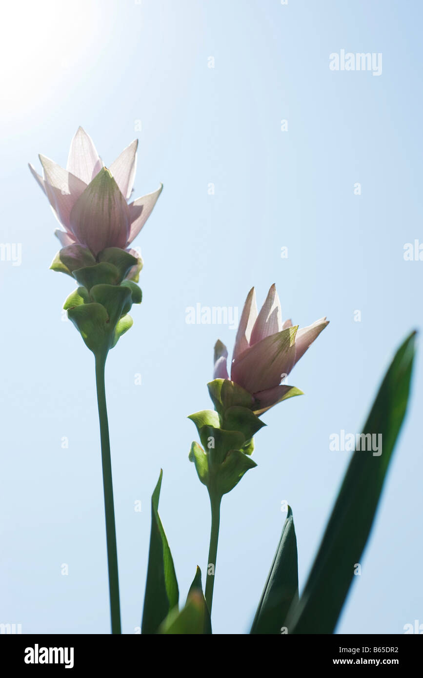 Ginger plant stalk hi-res stock photography and images - Alamy