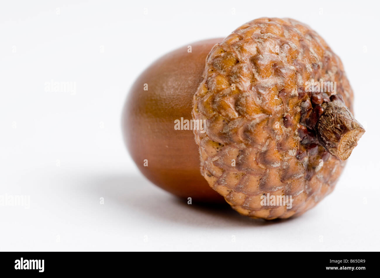 Simple macro picture of an acorn isolated on white Stock Photo - Alamy