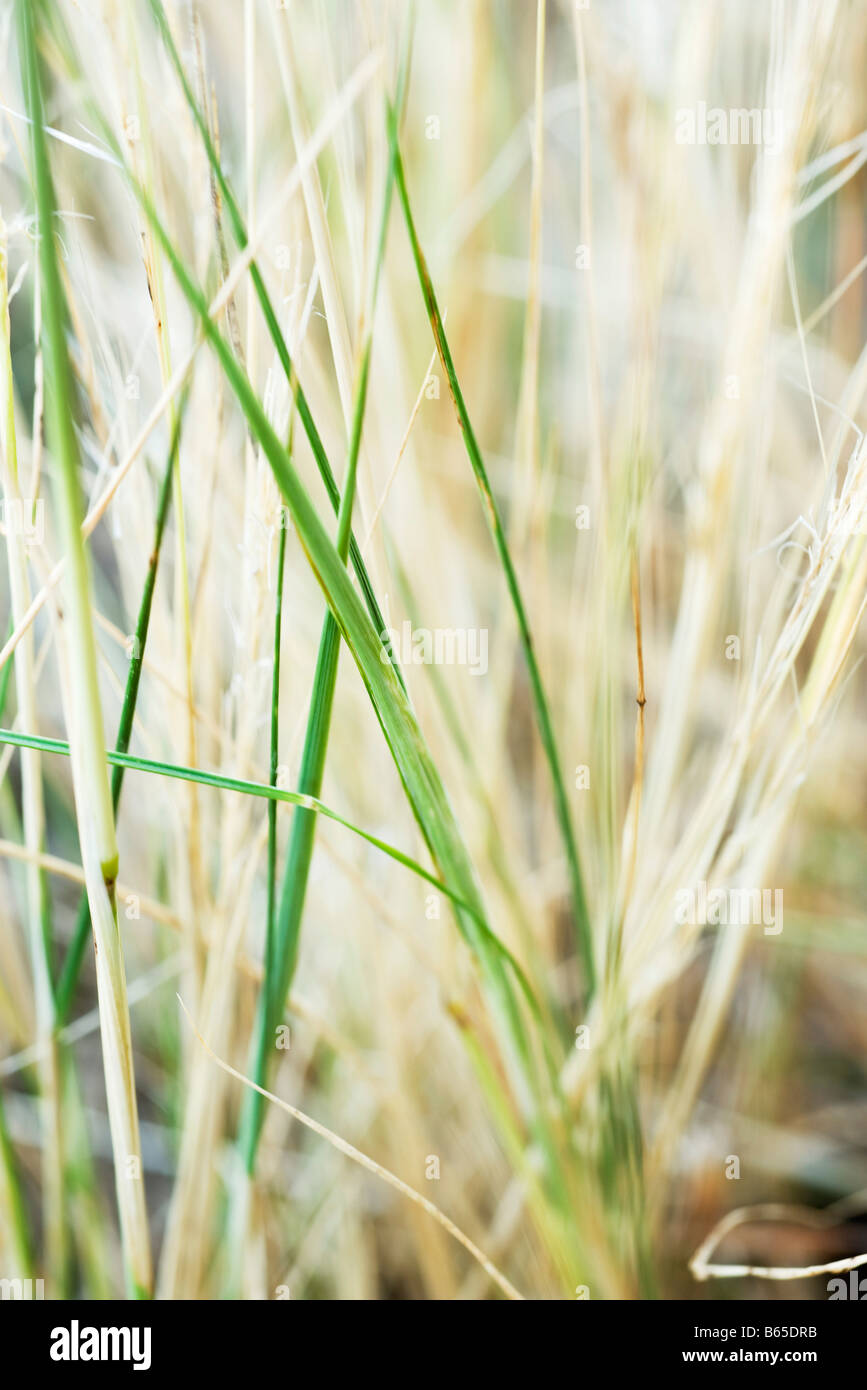 Tall grass, close-up Stock Photo - Alamy