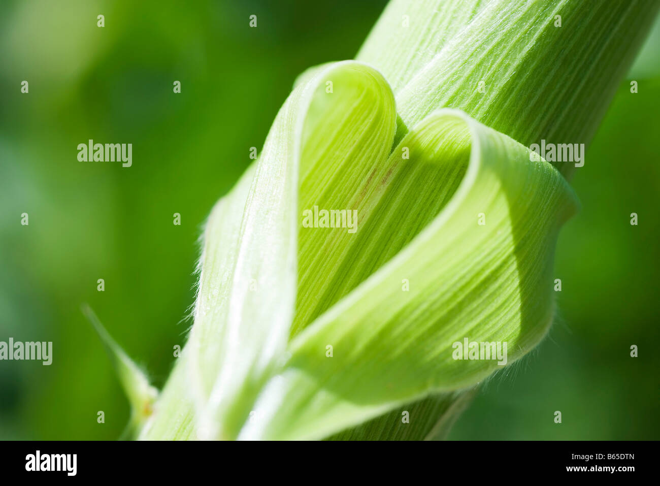 Heart in the corn field hi-res stock photography and images - Alamy