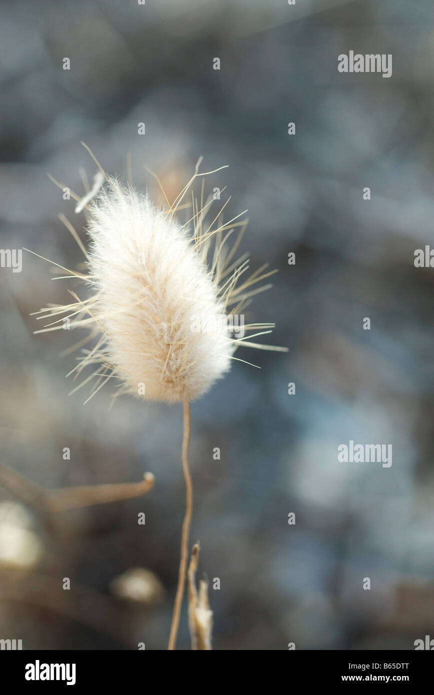 Fluffy flower head, close-up Stock Photo - Alamy
