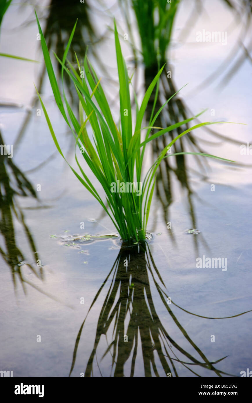 Newly planted rice growing in Japan Stock Photo - Alamy