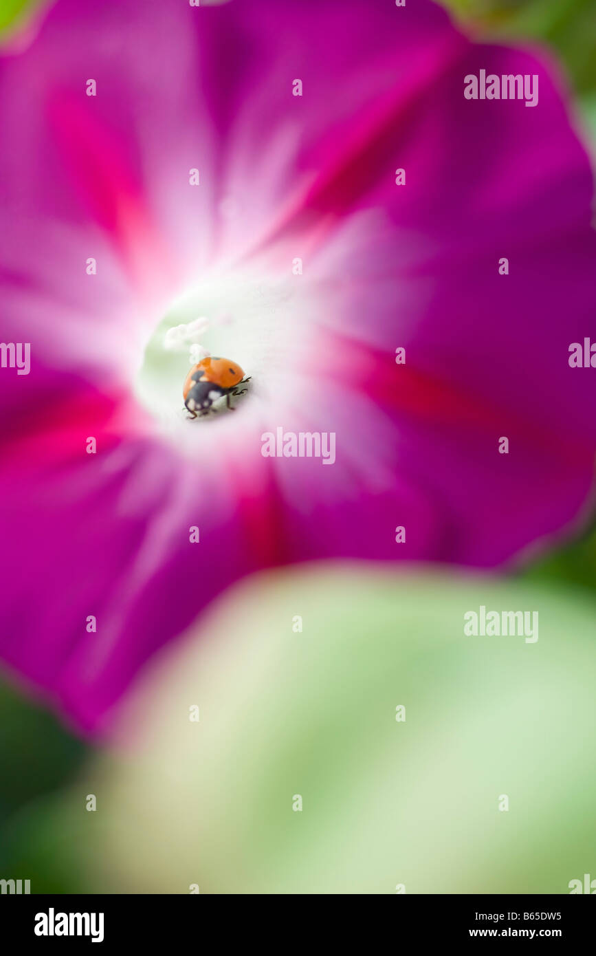 Lady bug crawling on morning glory flower, close-up Stock Photo - Alamy