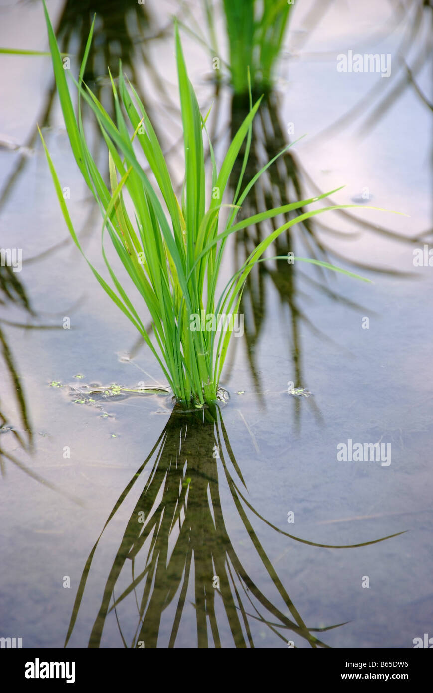 Newly planted rice growing in Japan Stock Photo - Alamy
