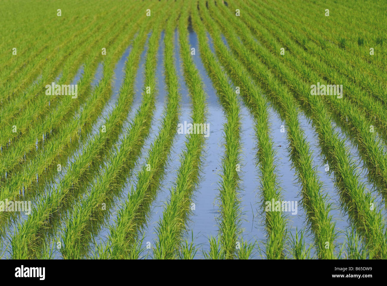 Newly planted rice growing in Japan Stock Photo - Alamy