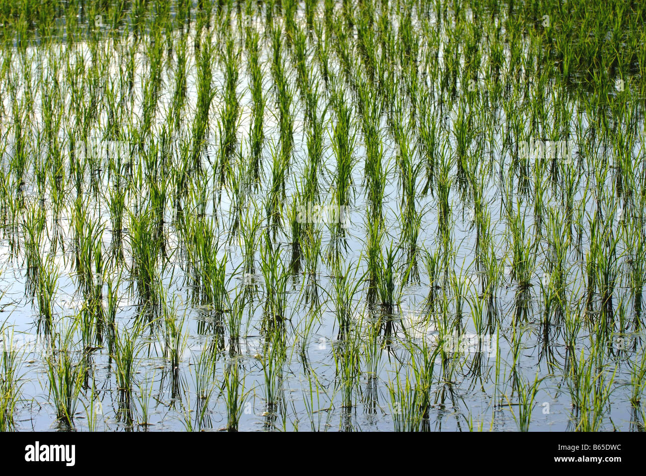 Newly planted rice fields hi-res stock photography and images - Alamy