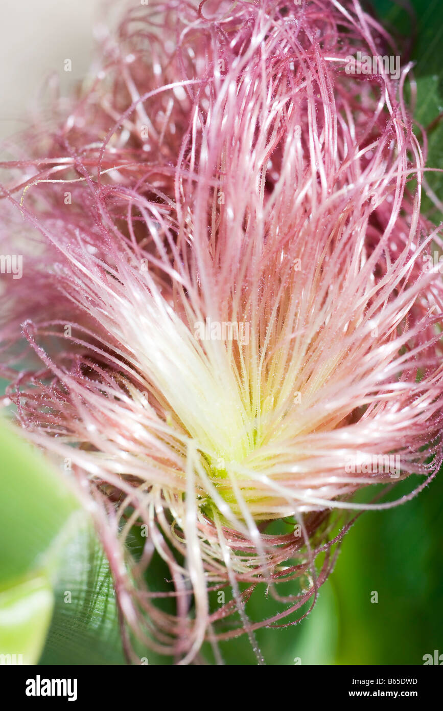 Pink tufts on top of corn husk Stock Photo - Alamy