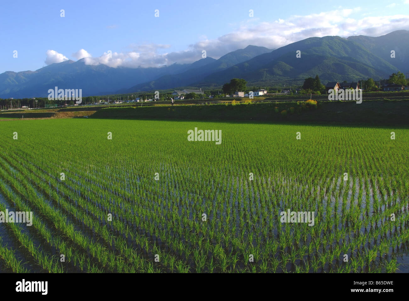 Newly planted rice fields hi-res stock photography and images - Alamy