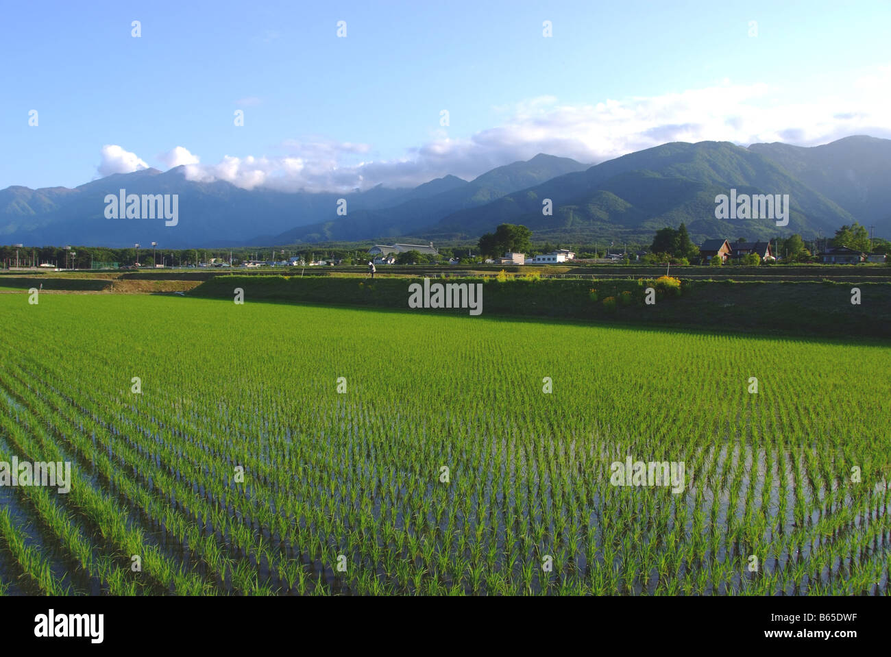 Newly planted rice growing in Japan Stock Photo - Alamy