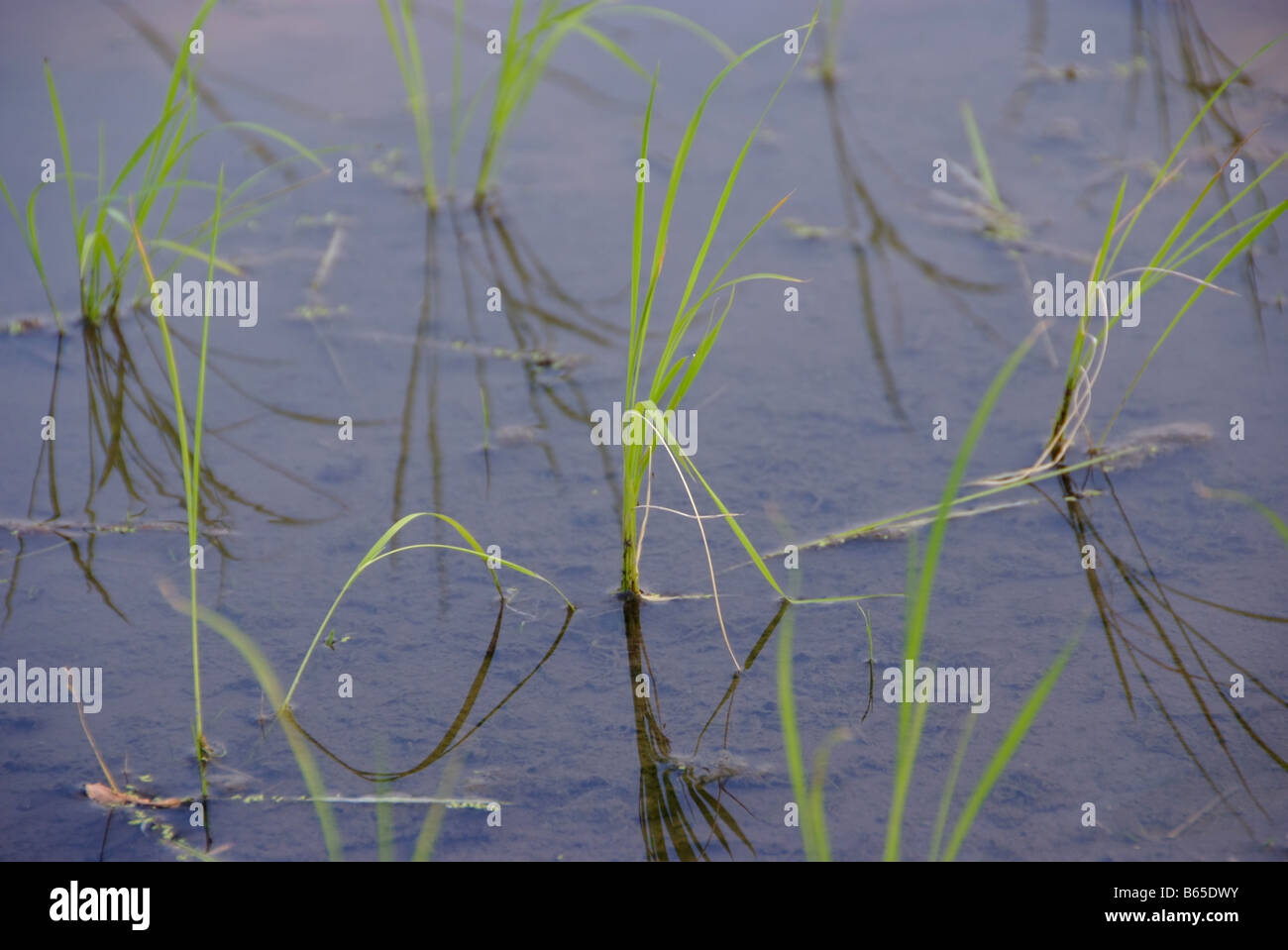 Newly planted rice growing in Japan Stock Photo - Alamy