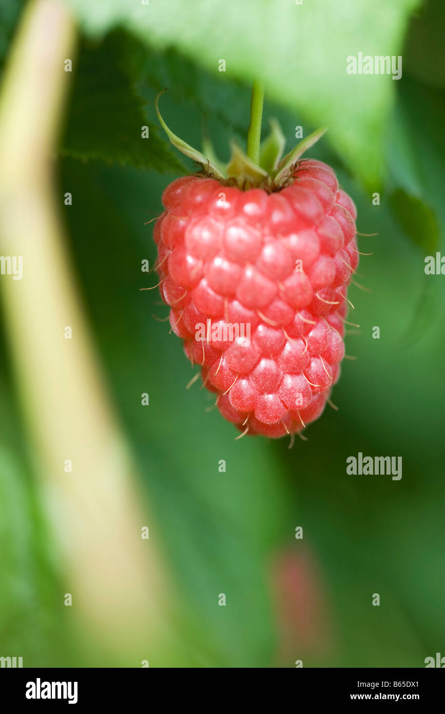 Ripe raspberry hanging by stem, close-up Stock Photo - Alamy