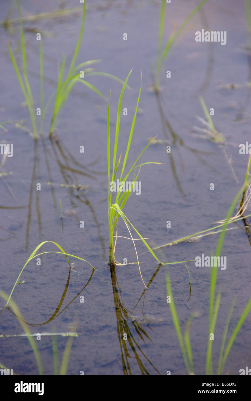 Newly planted rice growing in Japan Stock Photo - Alamy