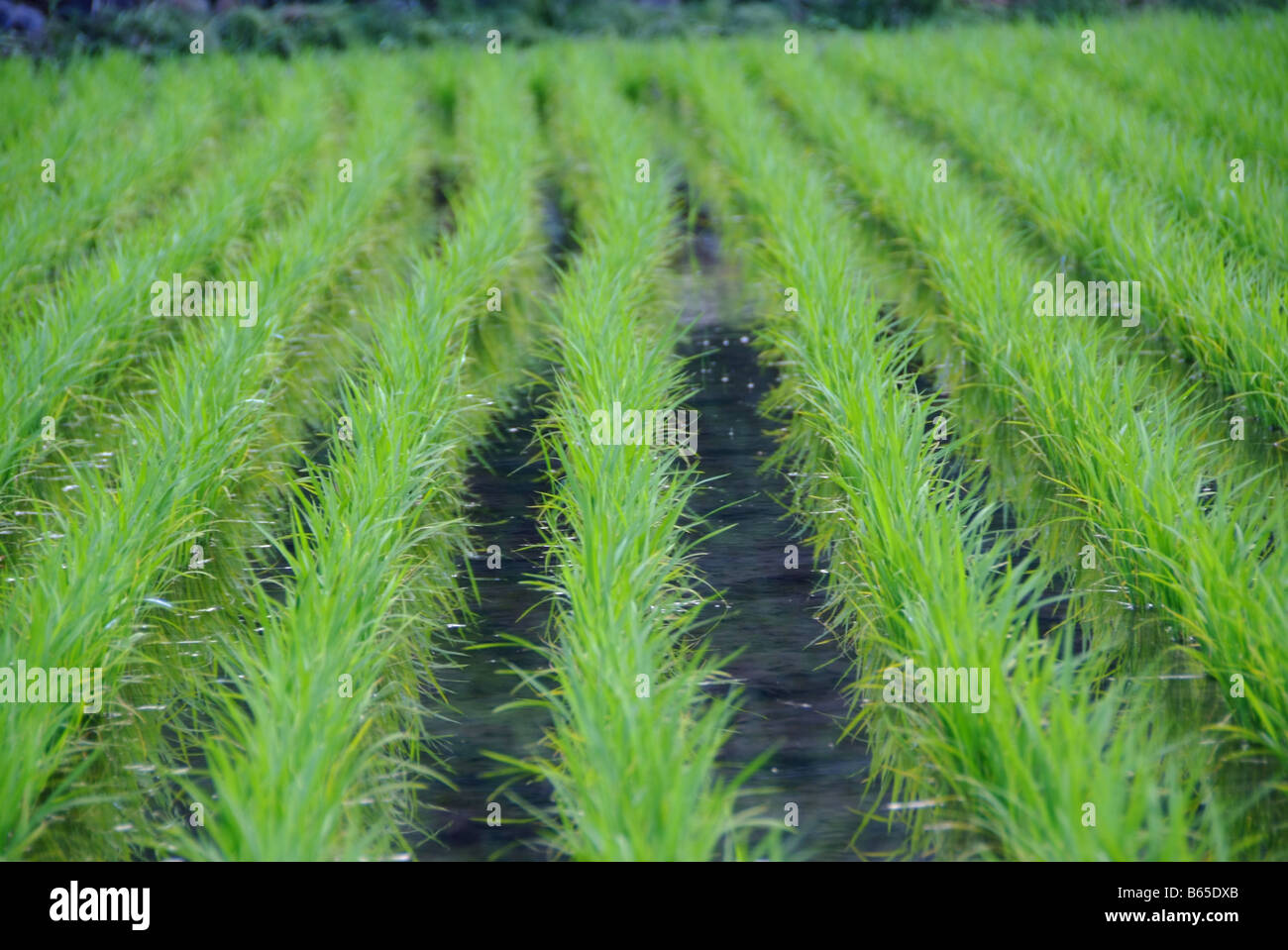 Newly planted rice fields hi-res stock photography and images - Alamy