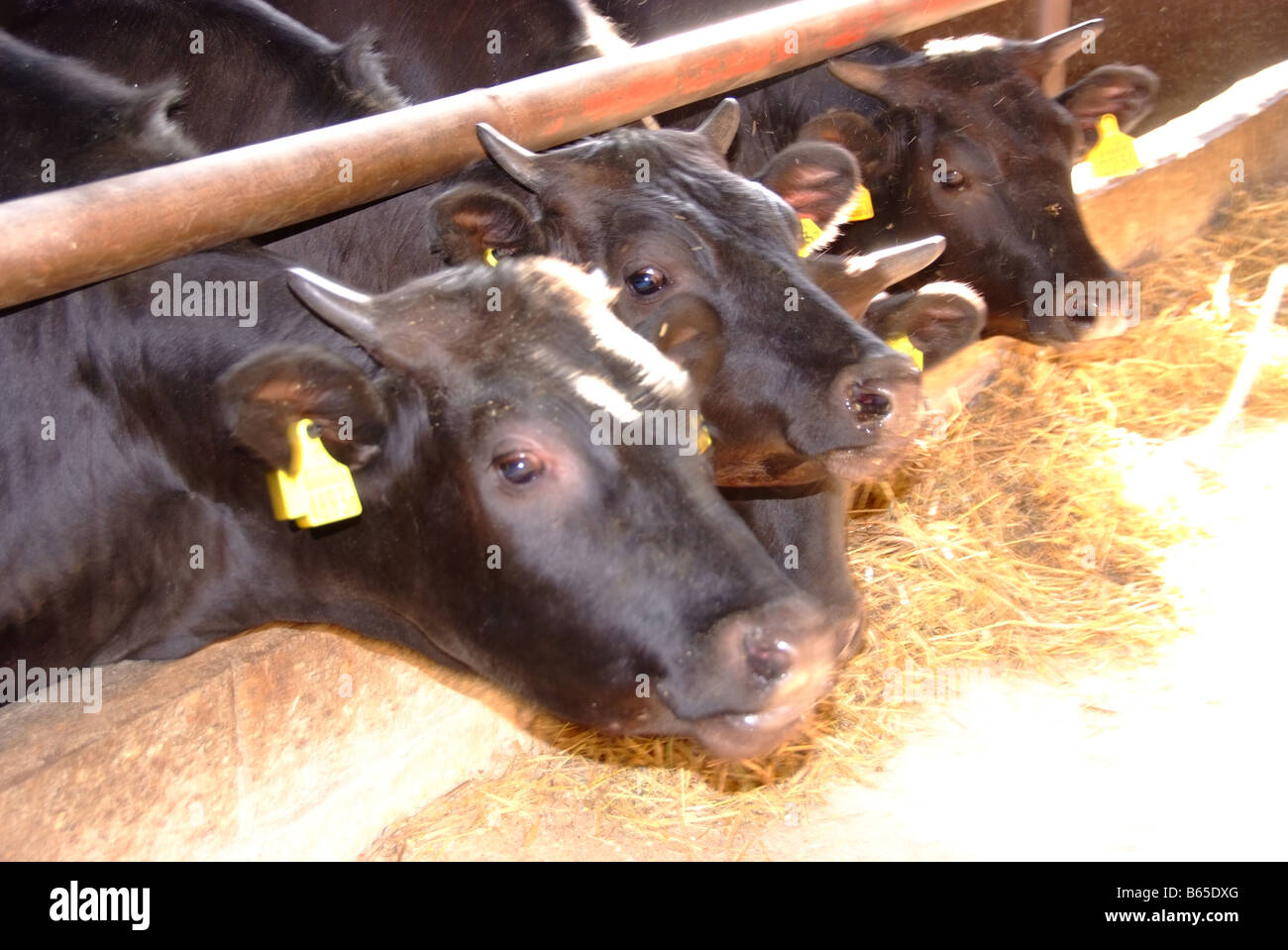 Intensive farming beef hi-res stock photography and images - Alamy