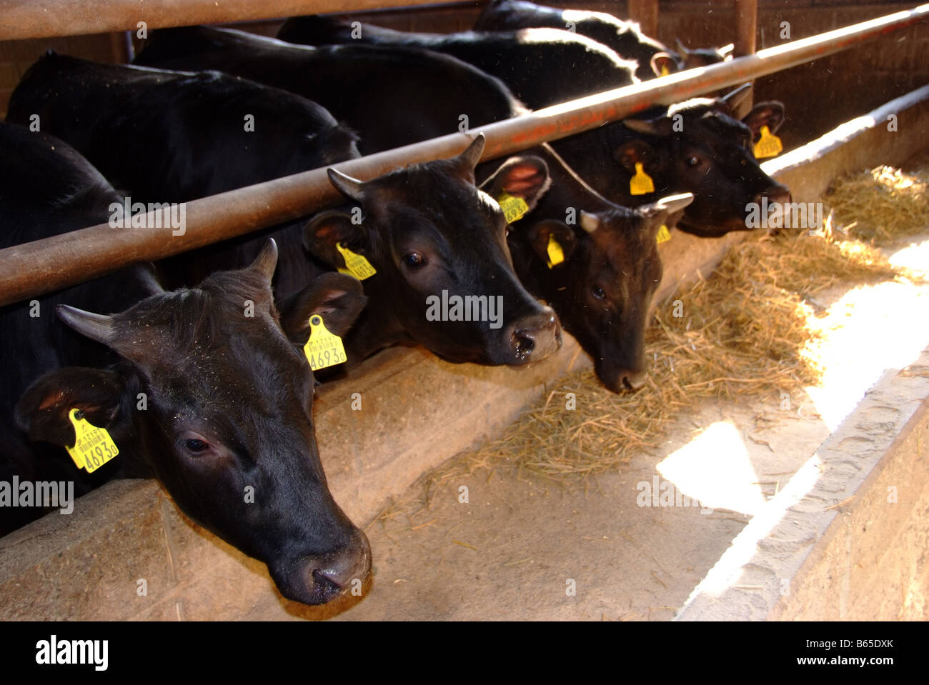 Intensive farming beef hi-res stock photography and images - Alamy