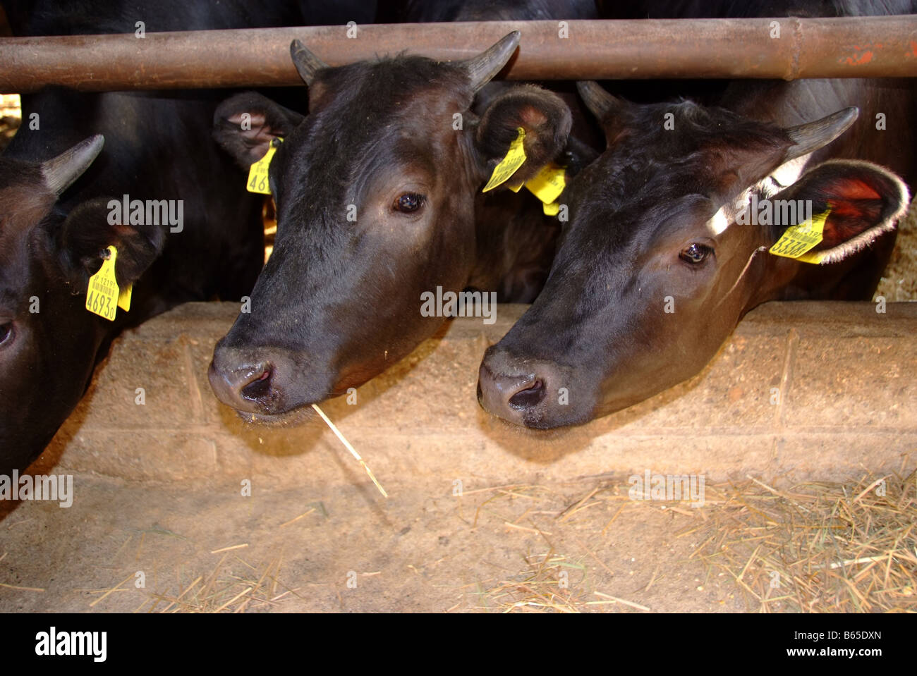 Intensive farming cattle hi-res stock photography and images - Alamy