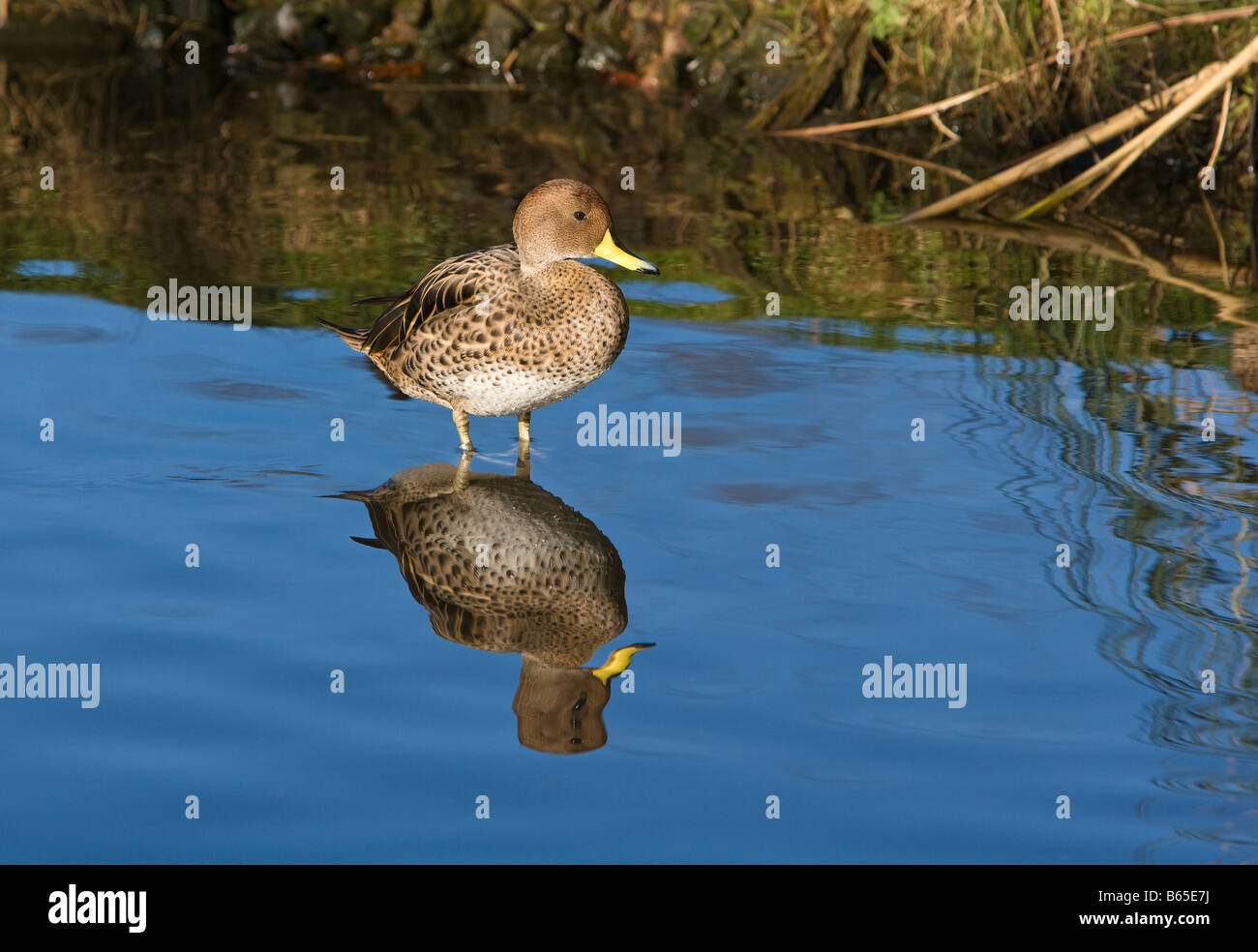 Duck in Water Stock Photo - Alamy