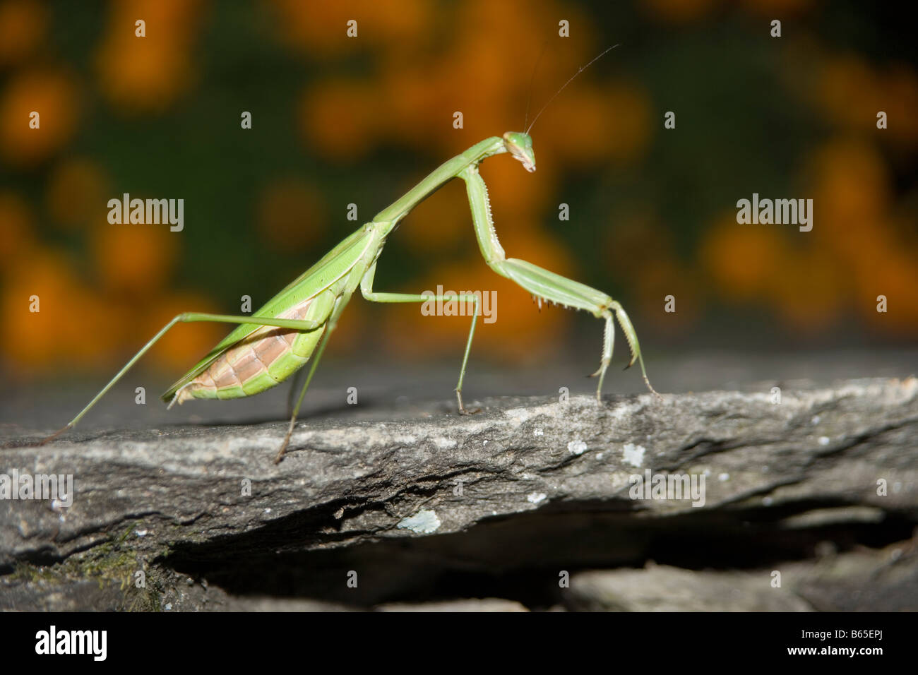 Praying Mantis Insect at Sanctuary Lodge hotel at Birethanti in the ...
