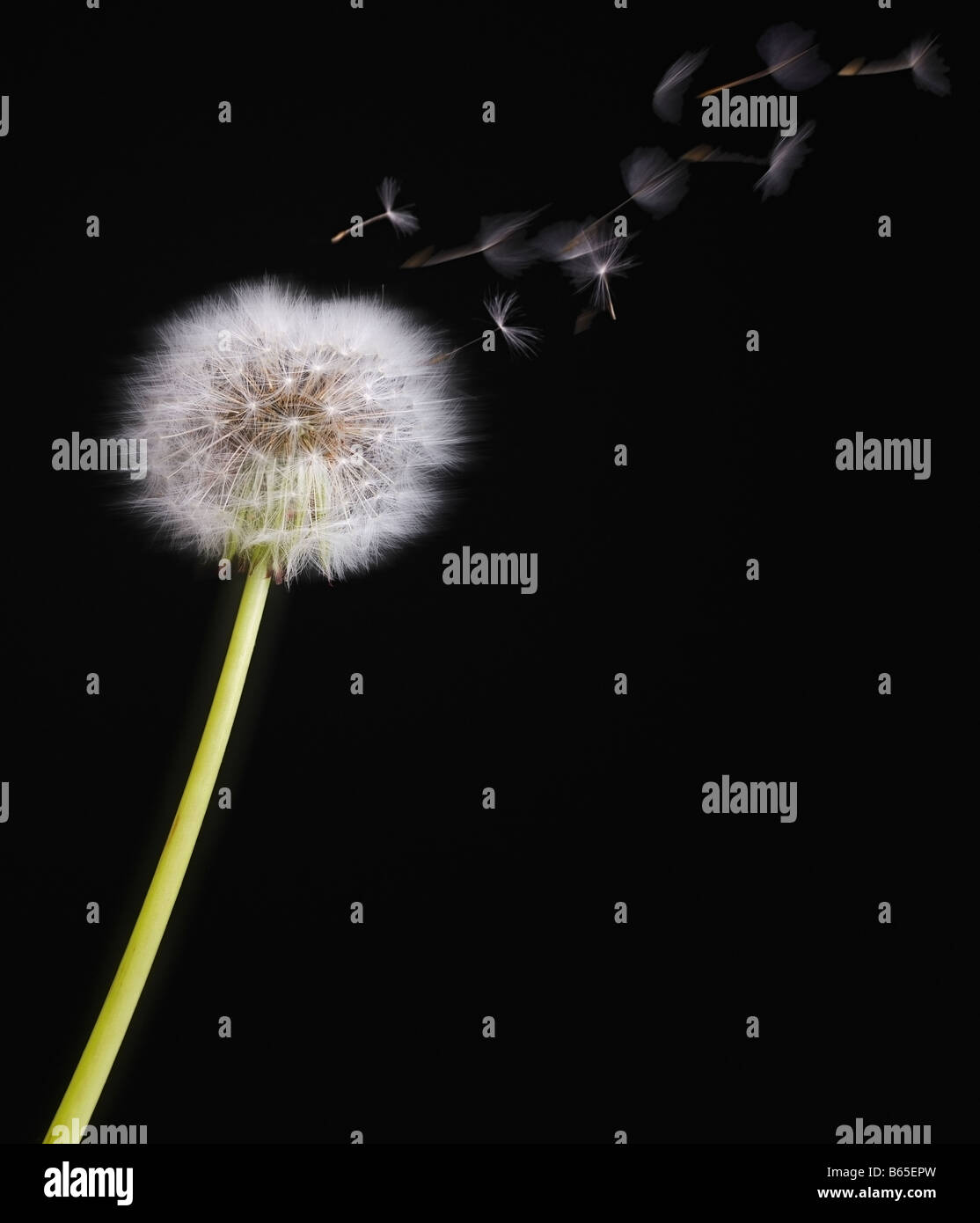 Seeds blowing in the wind hi-res stock photography and images - Alamy