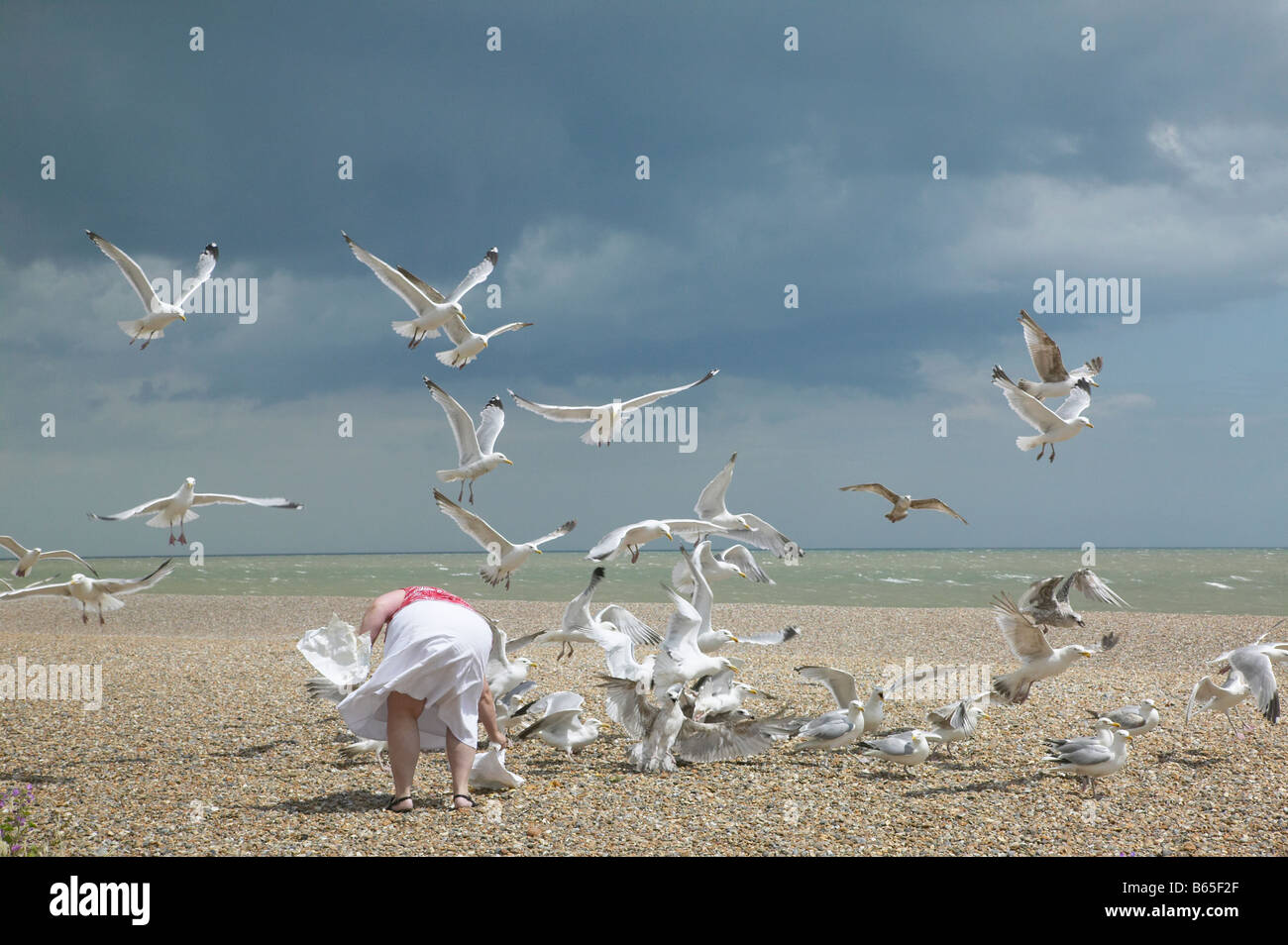 Woman feeding seagulls hi-res stock photography and images - Alamy