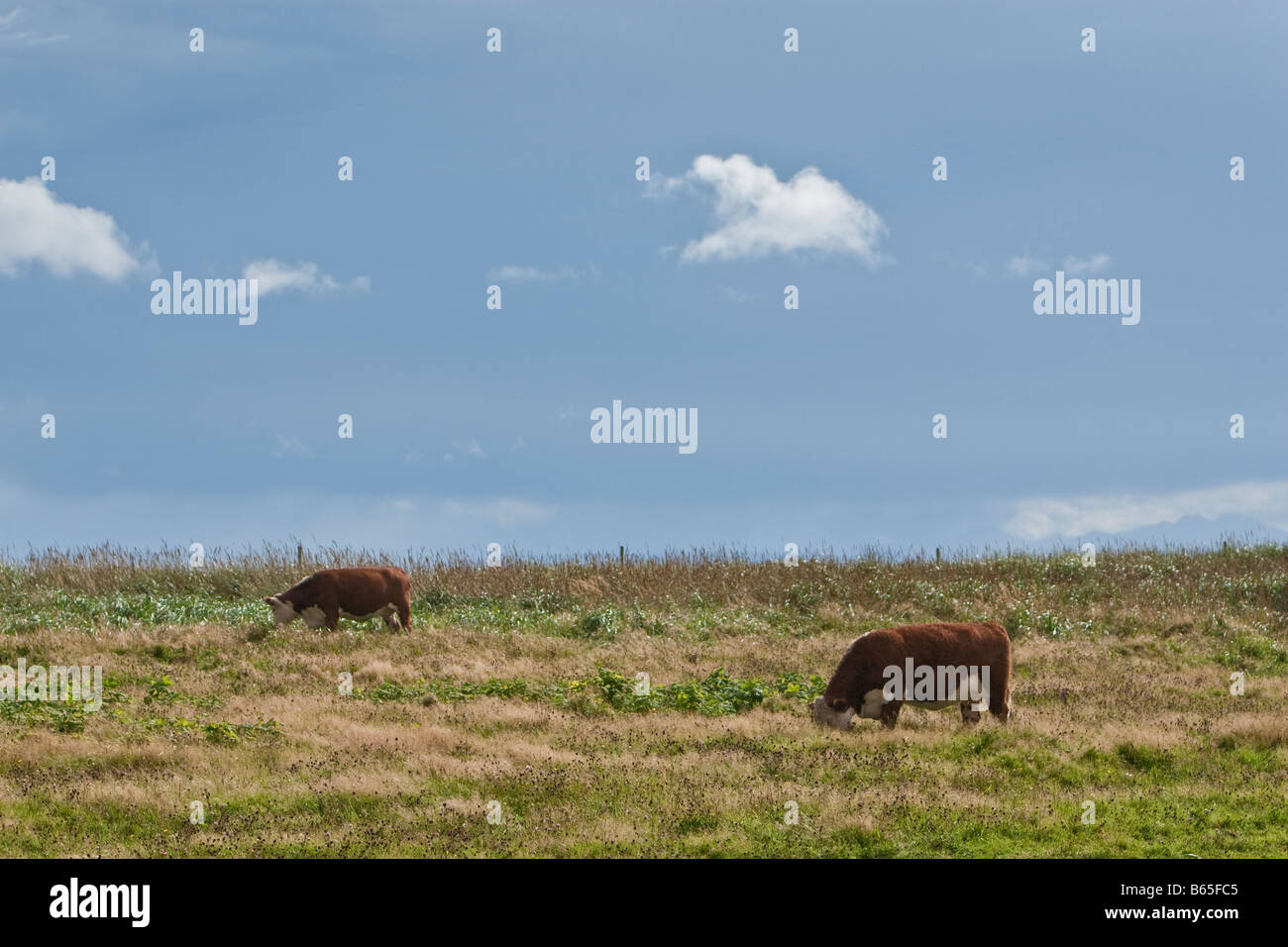 Two cows in an open field, set against a clear blue sky Stock Photo - Alamy