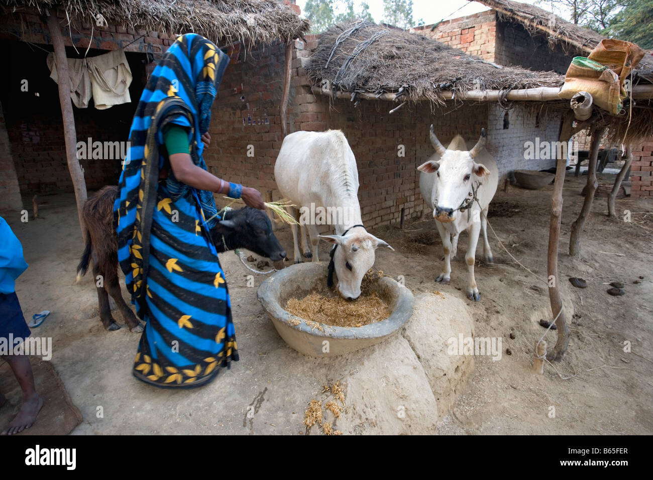 India, Lucknow, Uttar Pradesh, Countryside near Rae Bareli, Farmers ...
