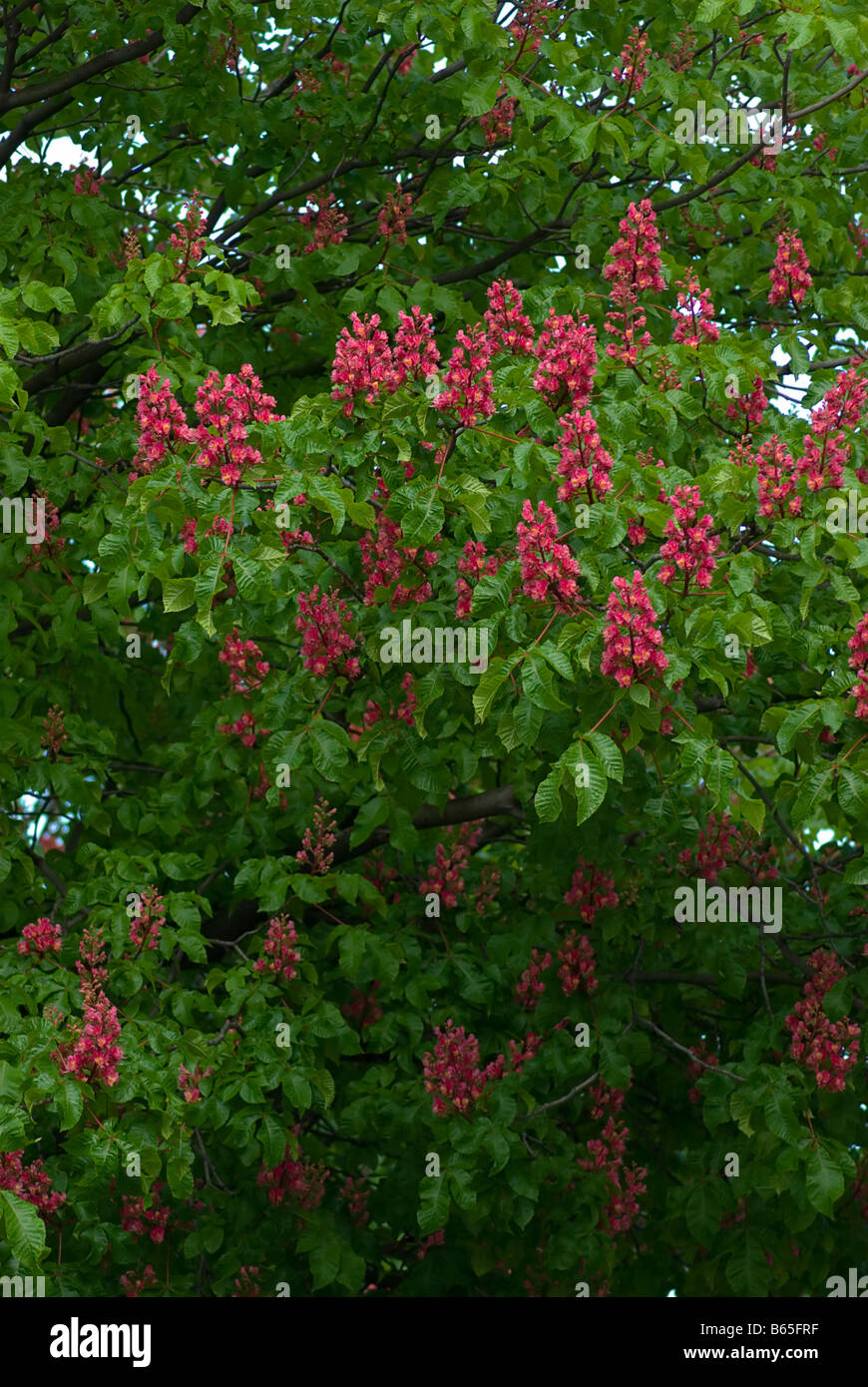 Red horse chestnuts hi-res stock photography and images - Alamy