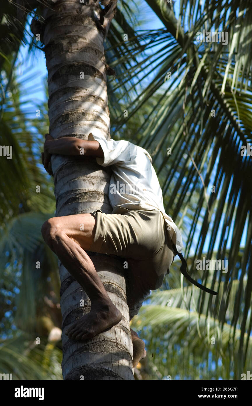 Man Climbing Tree Stock Photo - Alamy