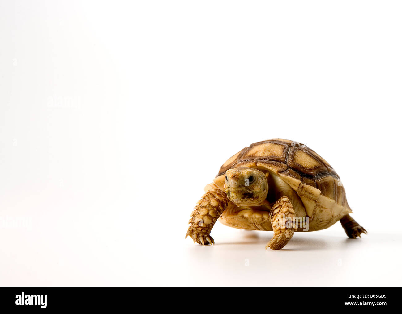 Walking turtle hi-res stock photography and images - Alamy