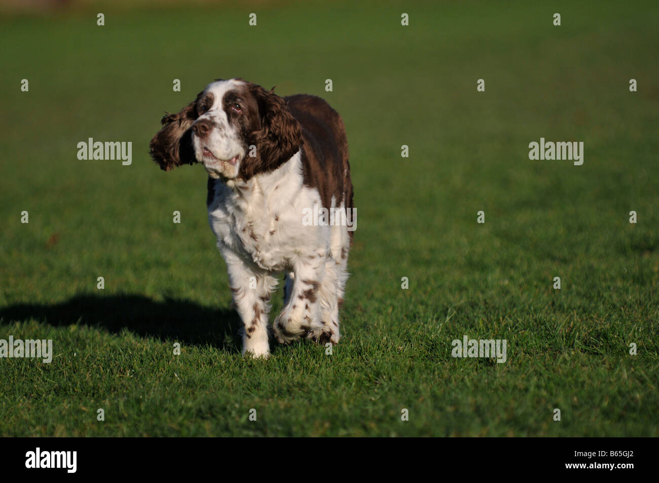 old springer spaniel running slowly Stock Photo - Alamy