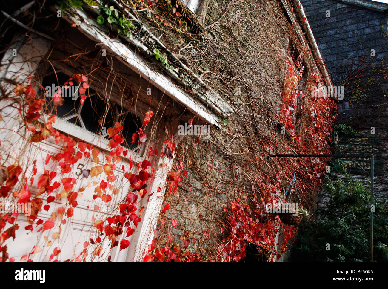 red ivy on old house, Padstow, Cornwall Stock Photo - Alamy