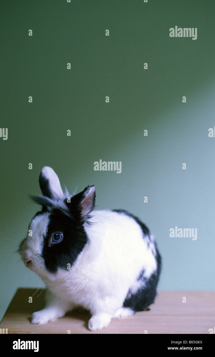 Beast rabbit hi-res stock photography and images - Alamy