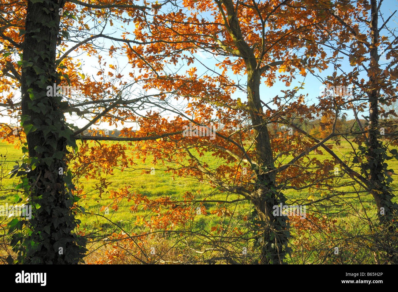 An oak tree hedge in the autumn sunshine in Surrey England Stock Photo ...